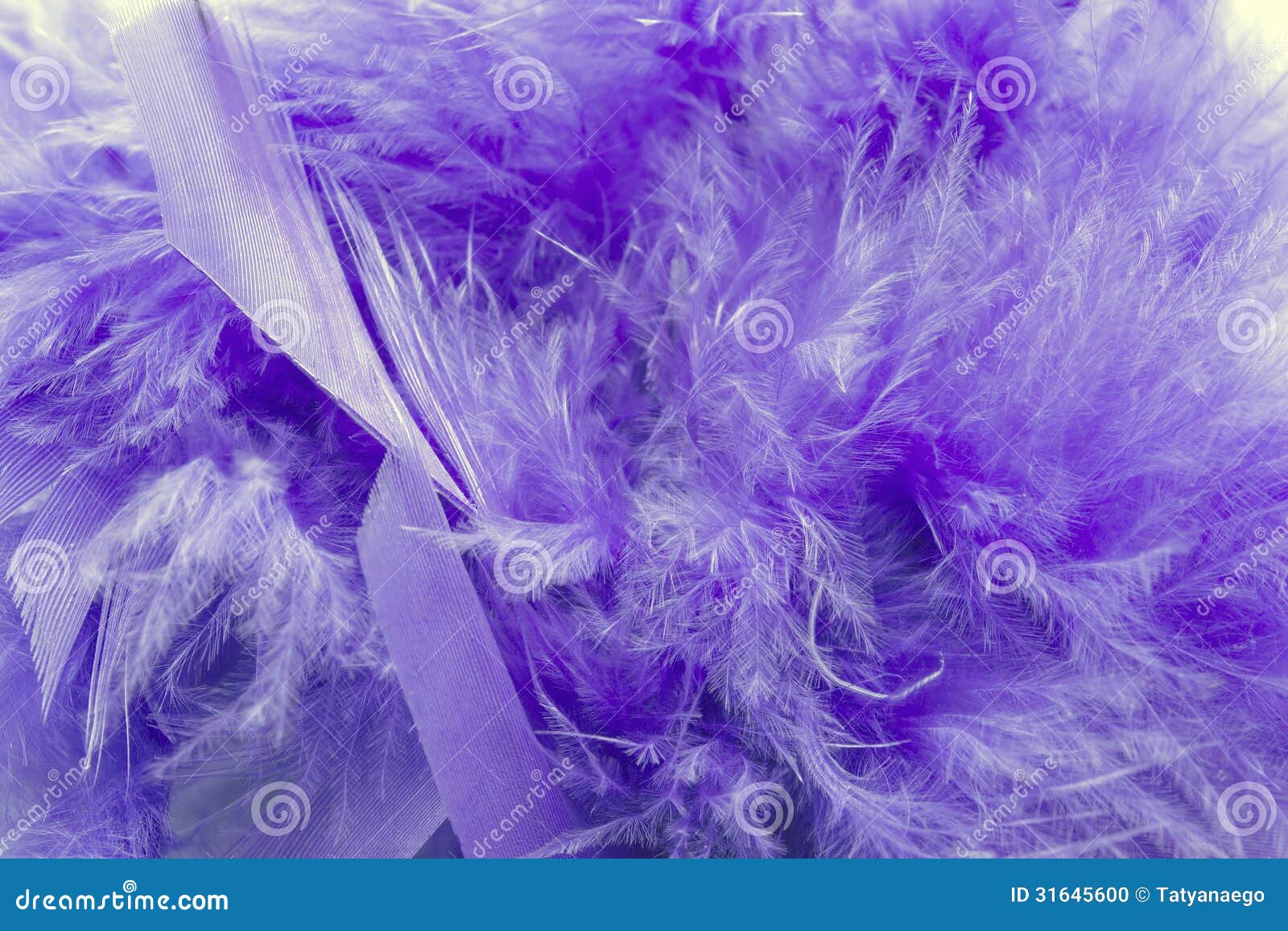 5,628 Violet Feathers Photos - Free & Royalty-Free Stock Photos from ...
