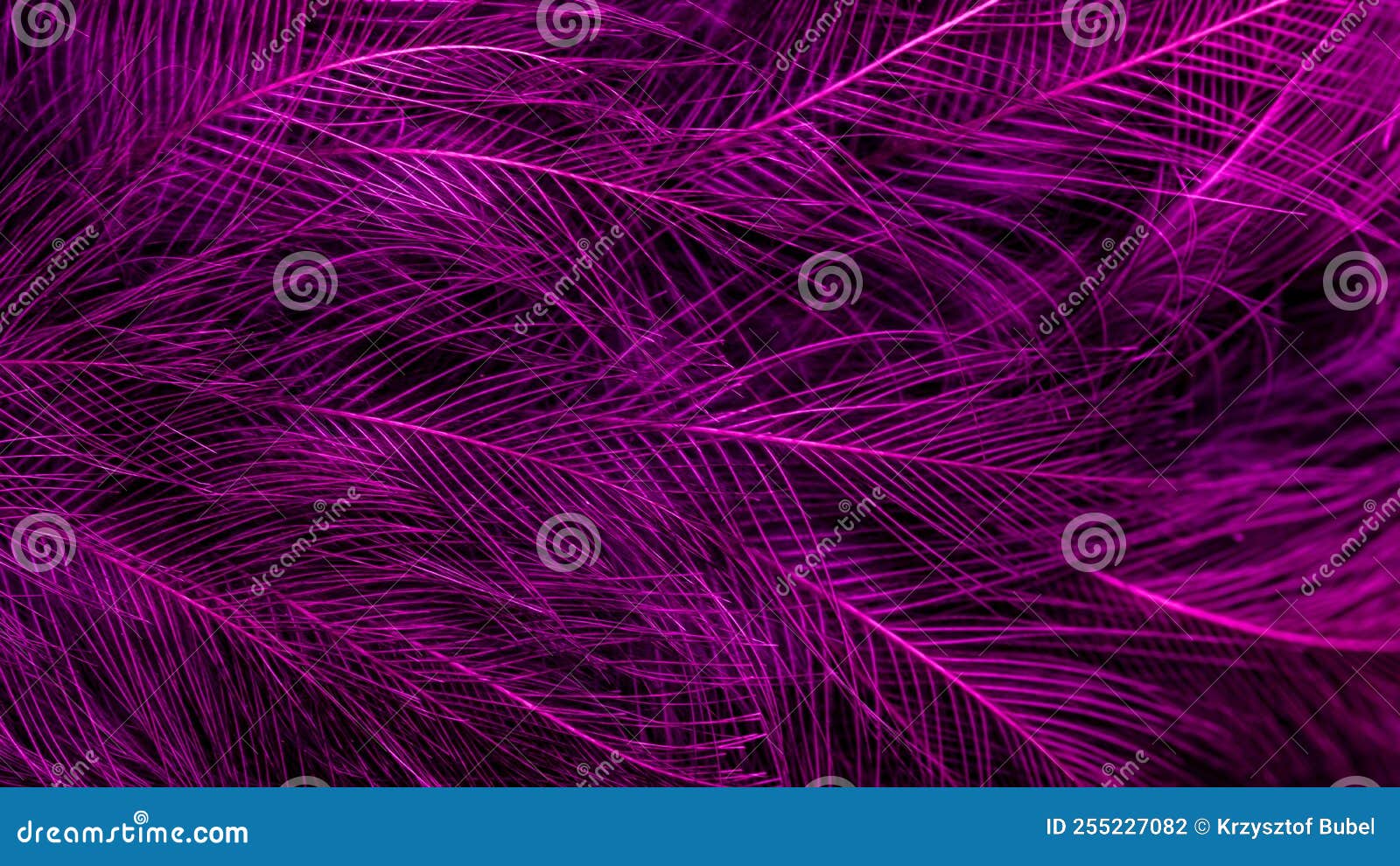 Violet Feathers with Visible Details. Background or Textura Stock Photo ...