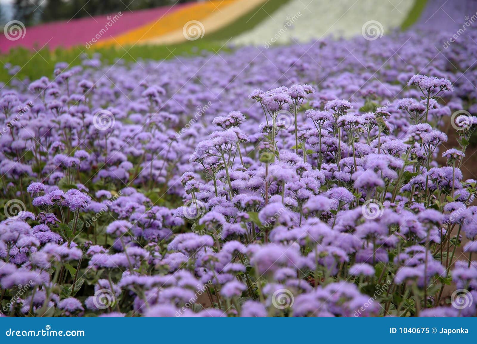 The violet field stock image. Image of flower, field, striped - 1040675