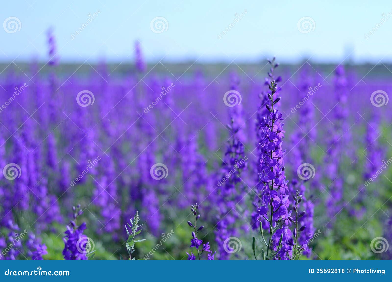 Violet field stock photo. Image of nature, horizontal - 25692818