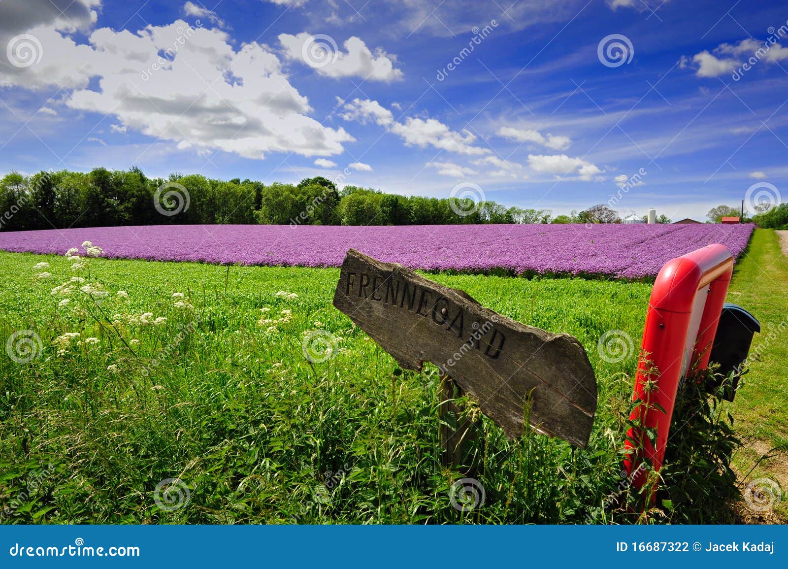Violet Field of Flowers on Bornholm Stock Photo - Image of scenic ...