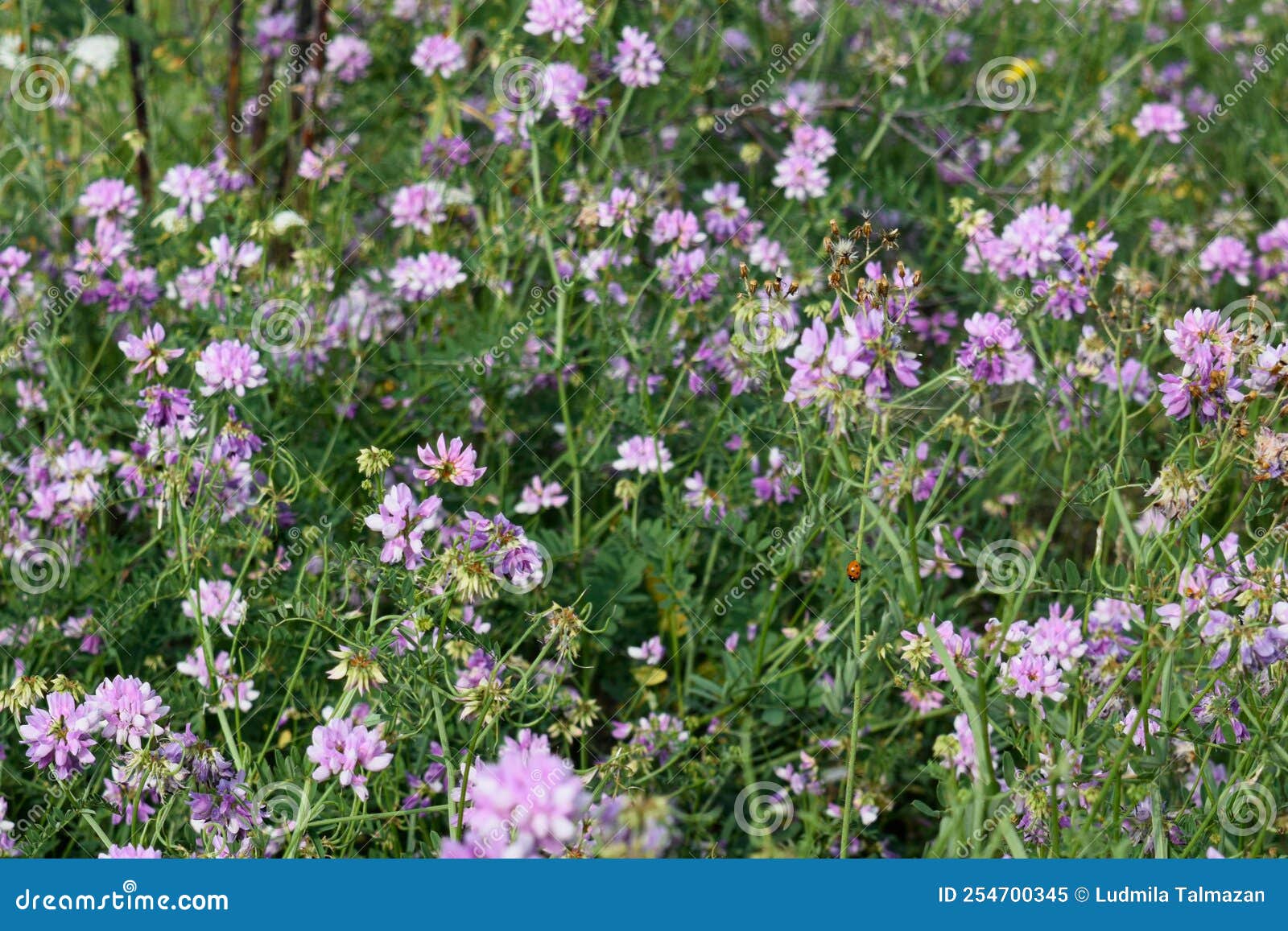 Violet Field Flowers with Ladybug Stock Image - Image of countryside ...