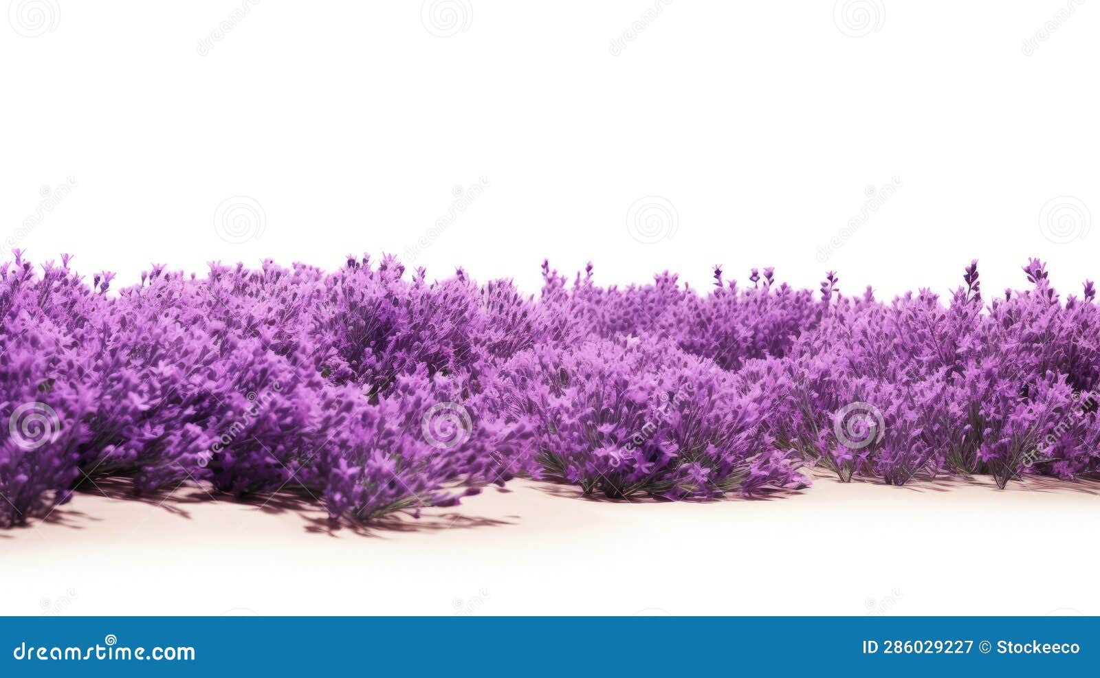 Violet Field: Realistic 3d Video on White Background Stock Illustration ...