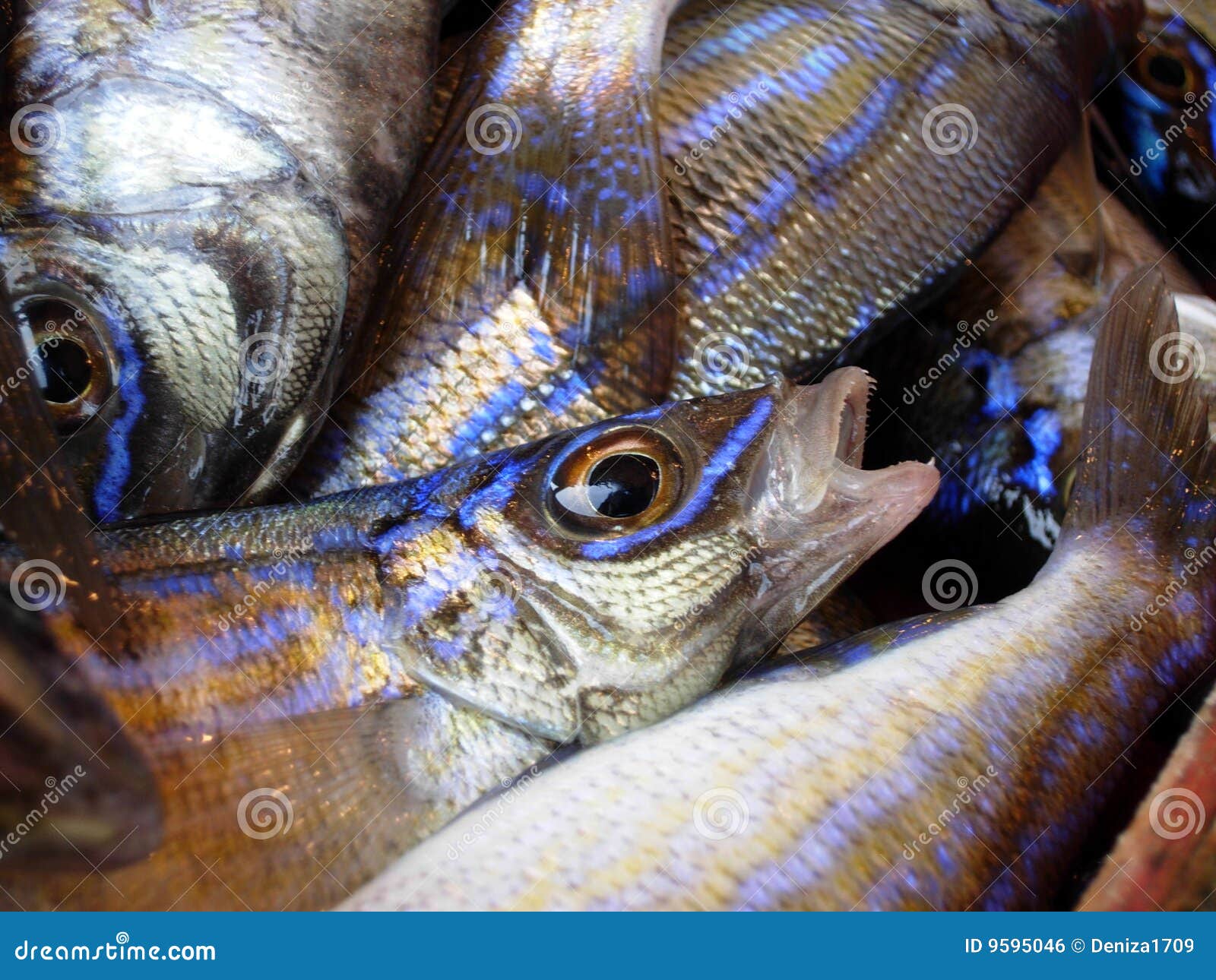 Violet fish stock photo. Image of fishmarket, marine, fish - 9595046
