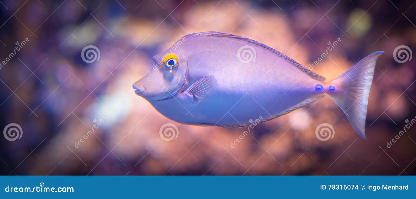 Violet fish artwork stock photo. Image of artful, blue - 78316074