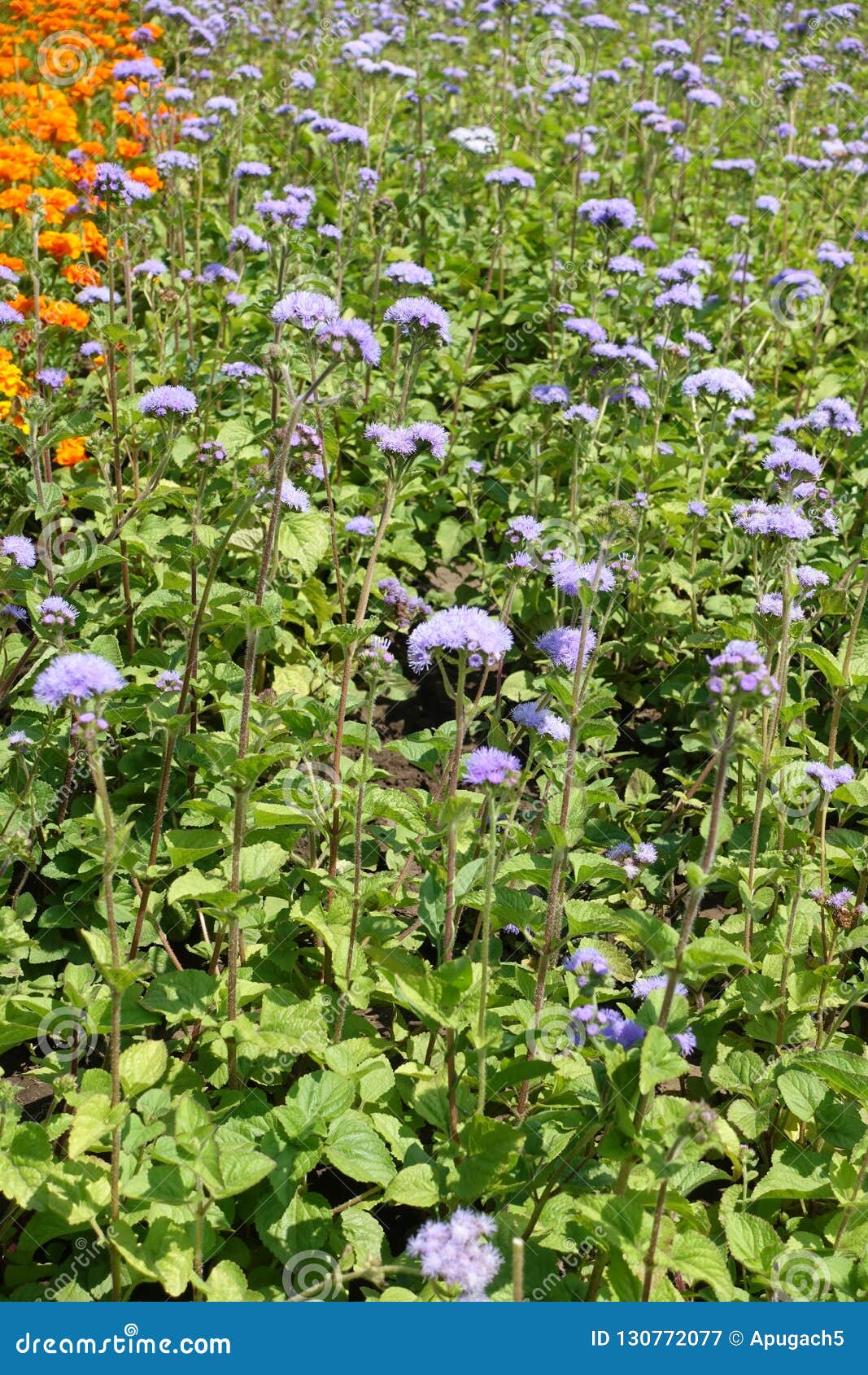 Violet Flossflowers and Orange Marigolds in the Flowerbed Stock Image ...