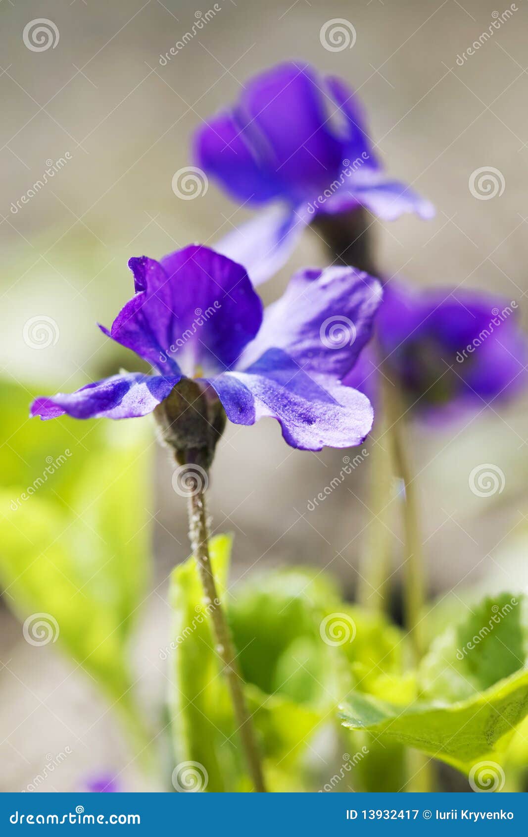 Violet flower stock image. Image of nature, backgrounds - 13932417