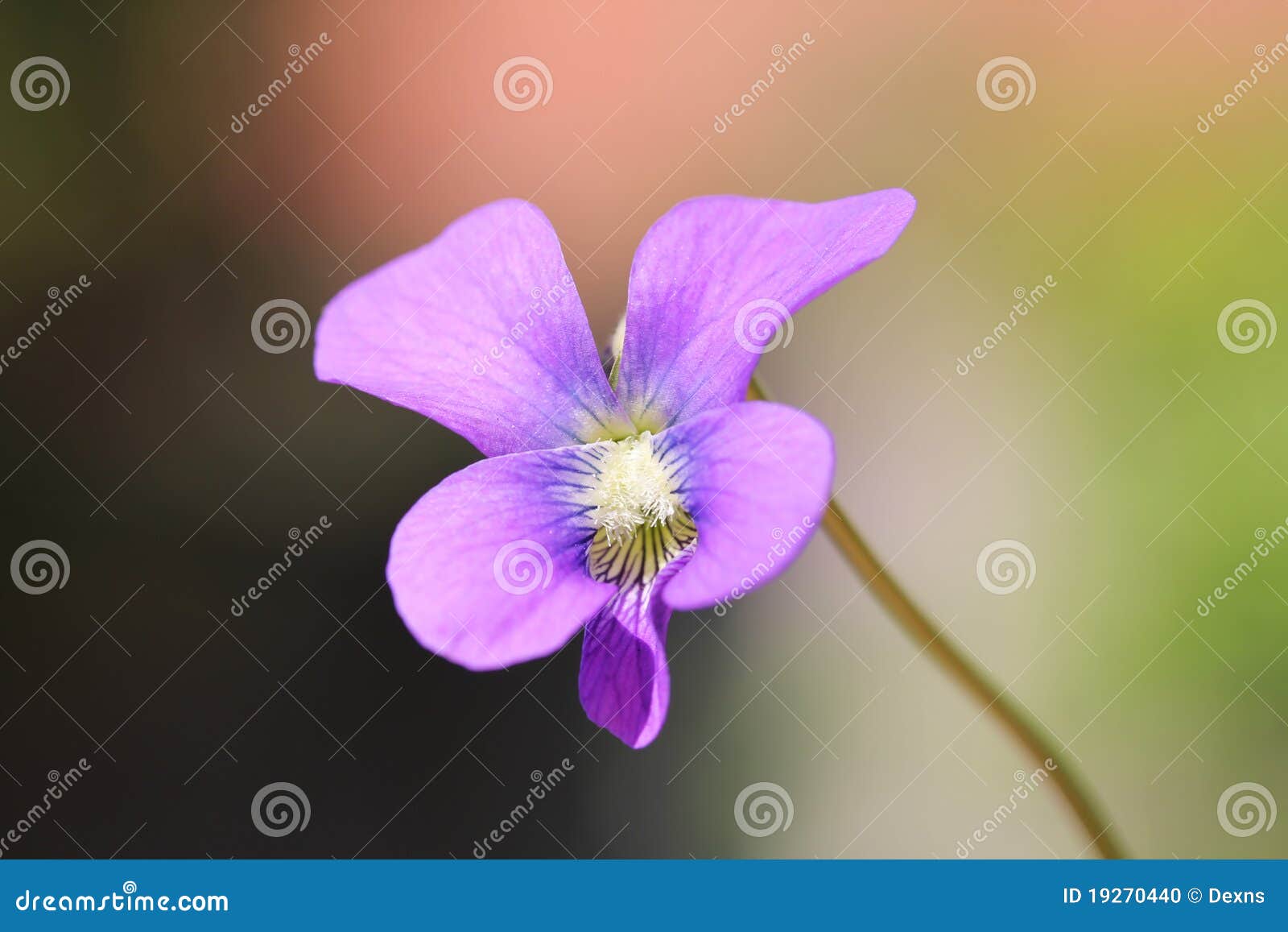 Violet flower stock photo. Image of closeup, plant, photograph - 19270440