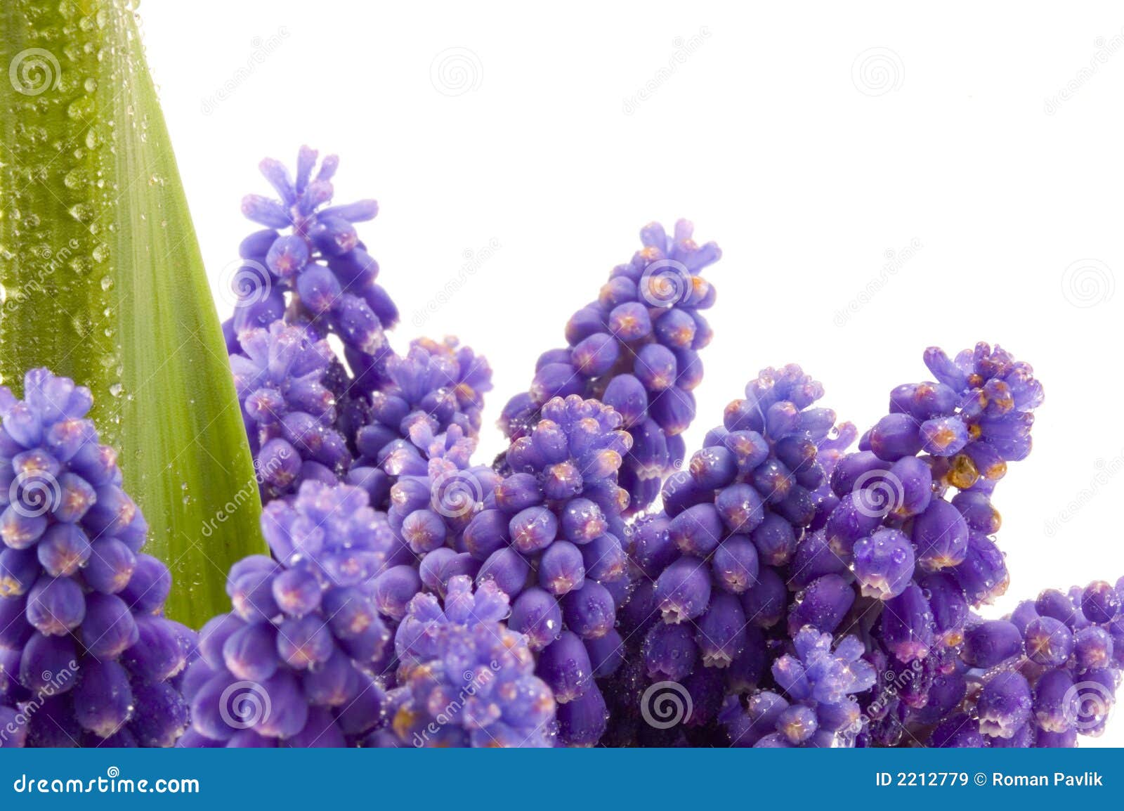 Violet flower stock image. Image of feminine, drops, isolated - 2212779