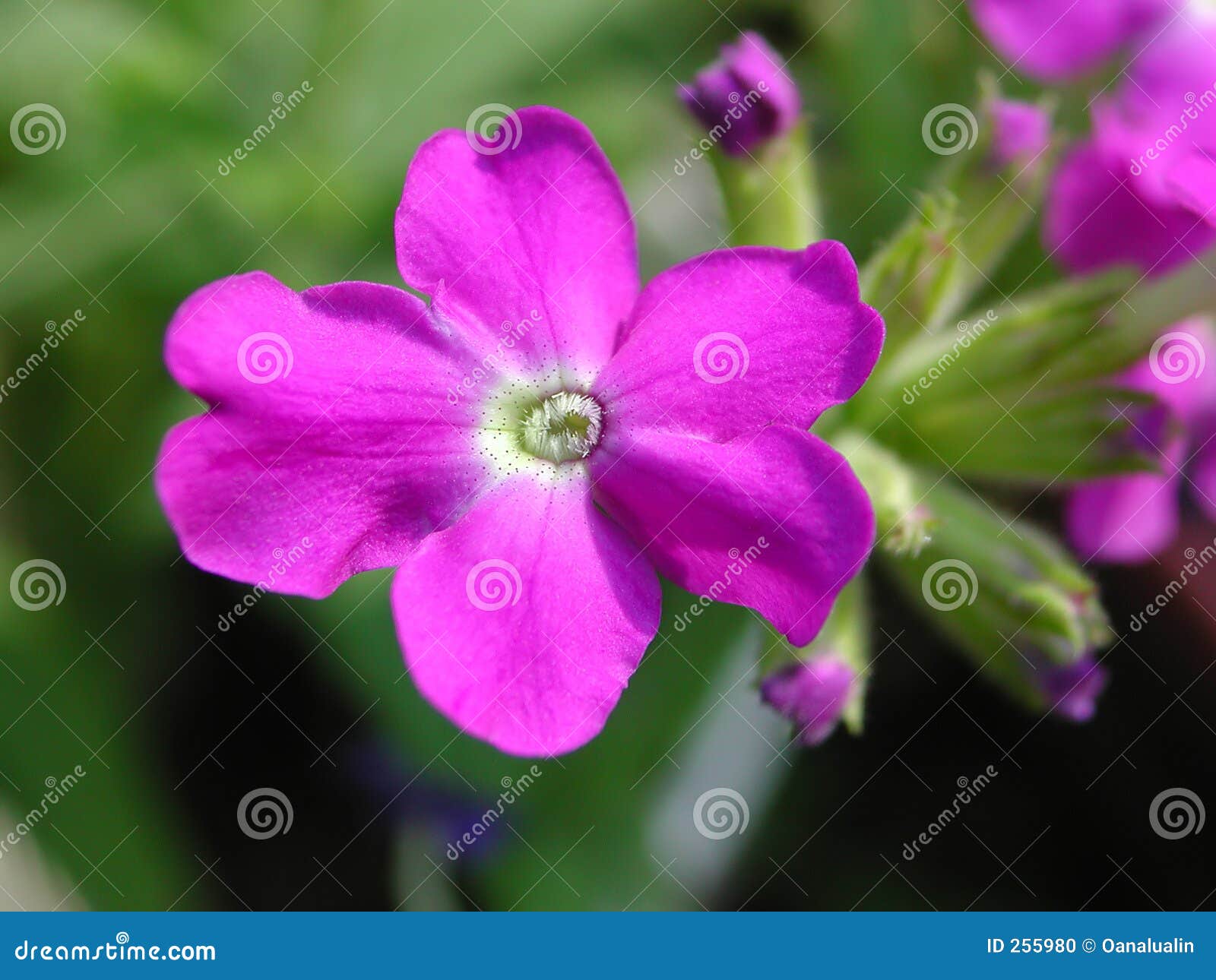 Violet flower stock photo. Image of petal, violet, green - 255980