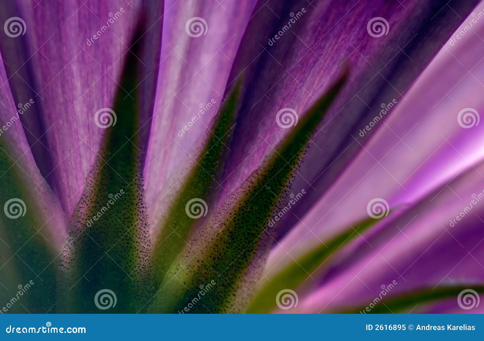 183 Flower Opacity Stock Photos - Free & Royalty-Free Stock Photos from ...