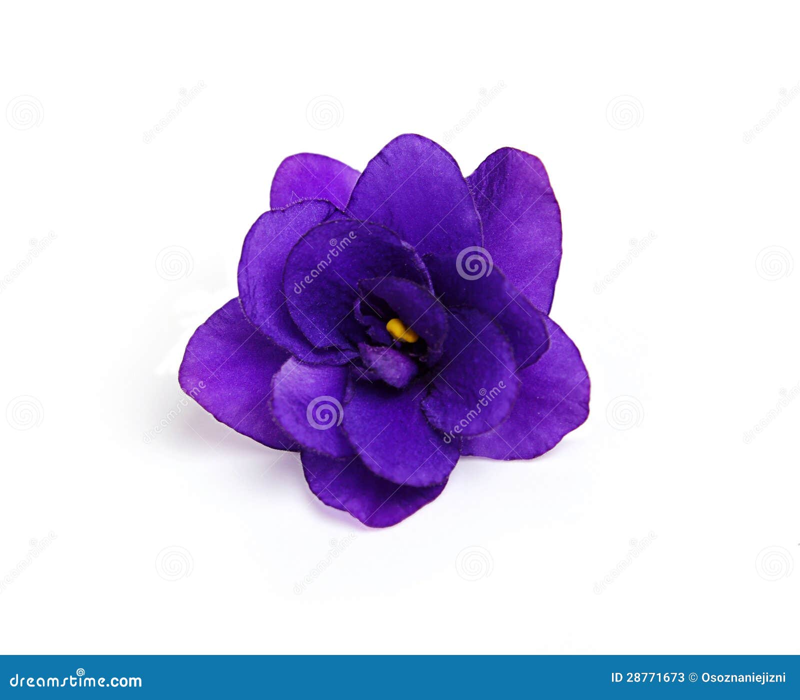 Violet flower stock image. Image of color, floral, florist - 28771673