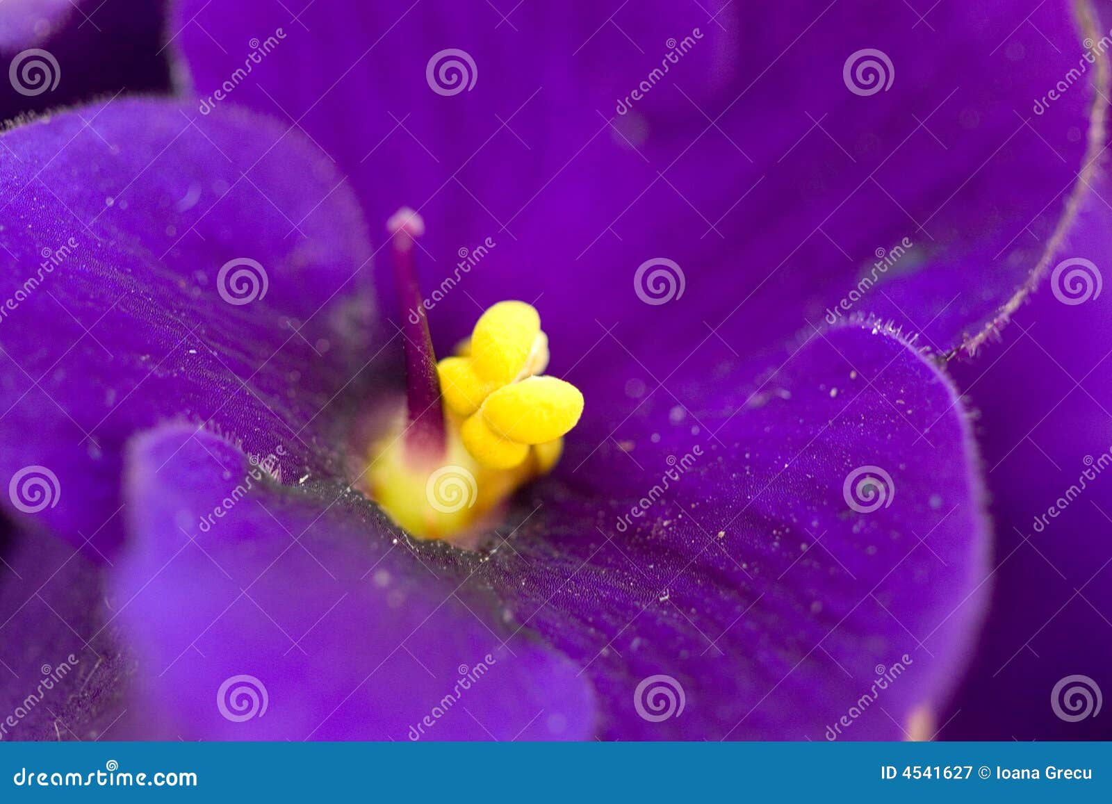 Violet flower stock image. Image of flora, growing, beauty - 4541627