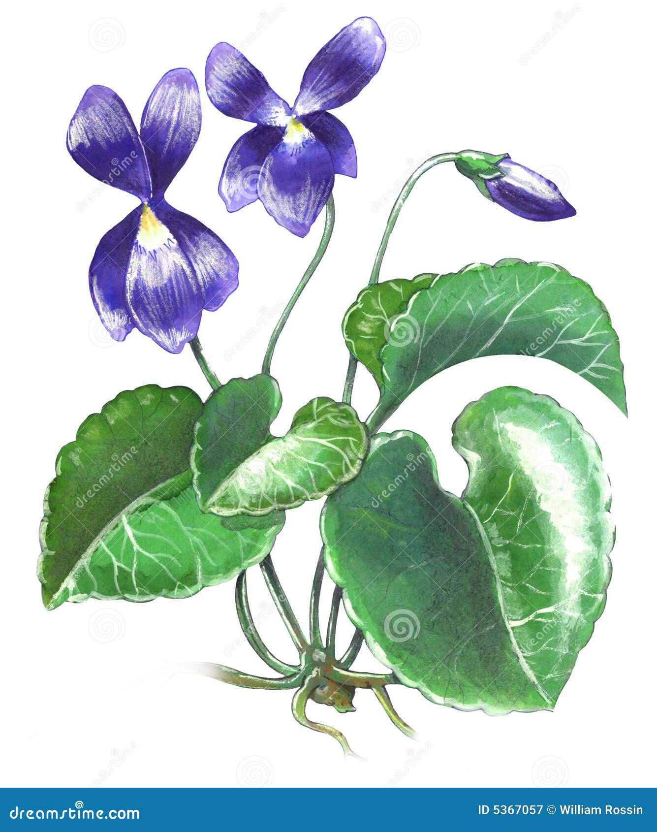 Violet Flower Drawing. Vector Hand Drawn Floral Object. Viola Sketch ...