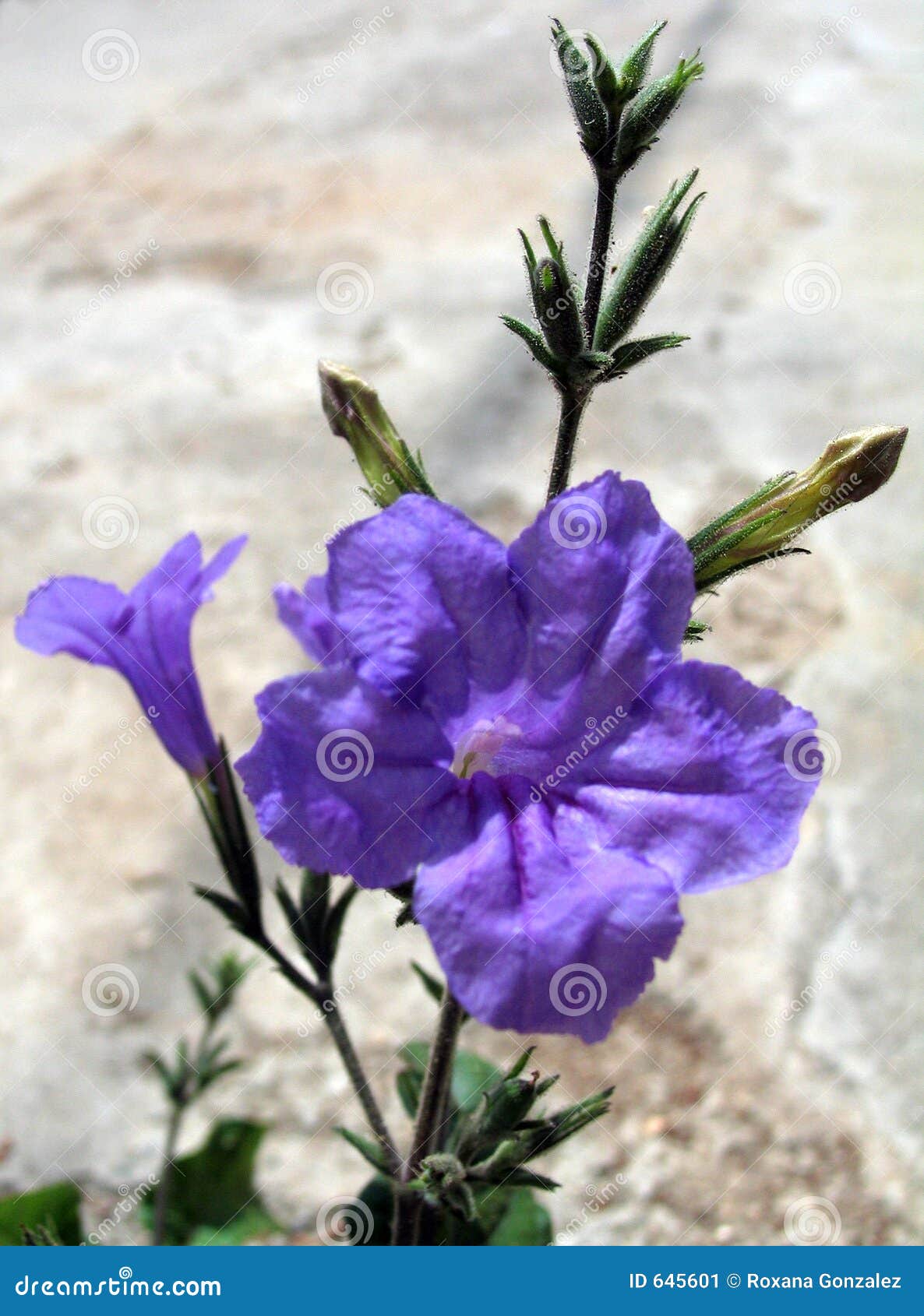 Violet flower stock image. Image of macro, spring, detail - 645601