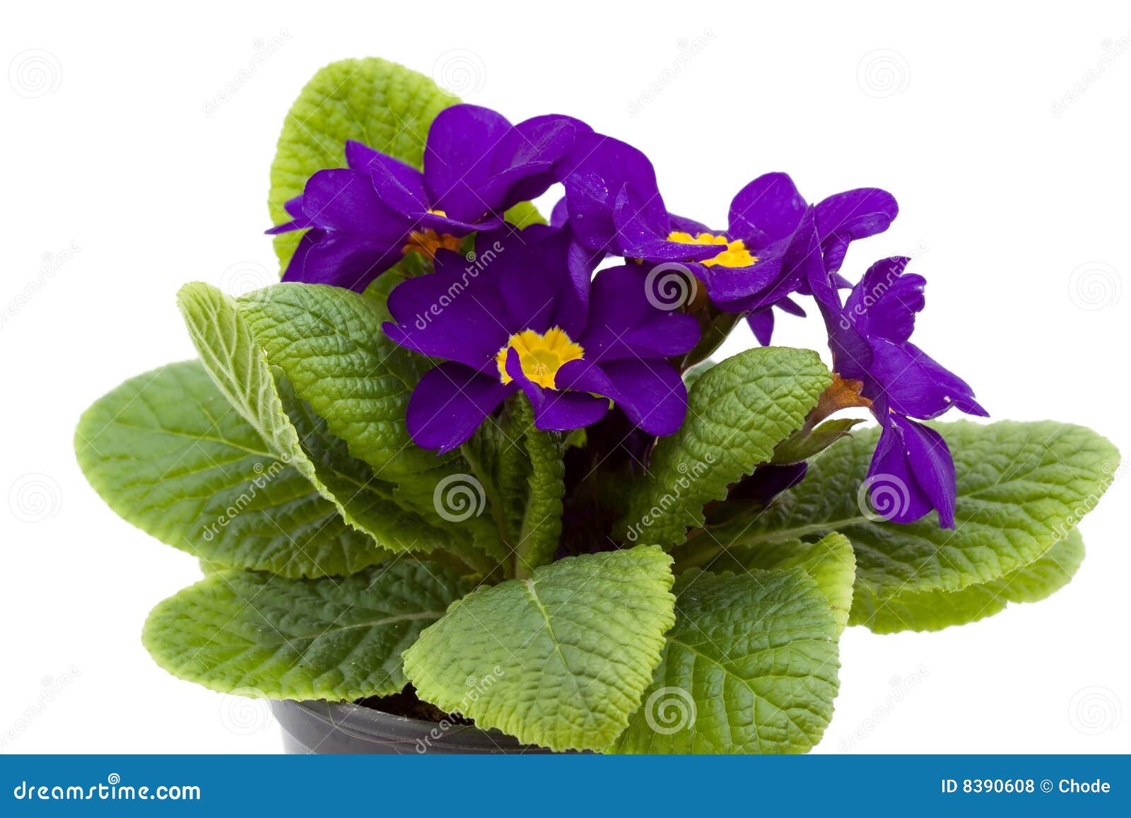 Violet flower stock photo. Image of nature, leaves, floral - 8390608
