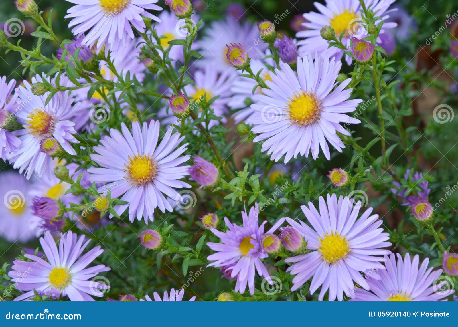 Violet flower Aster stock photo. Image of bloom, blossom - 85920140
