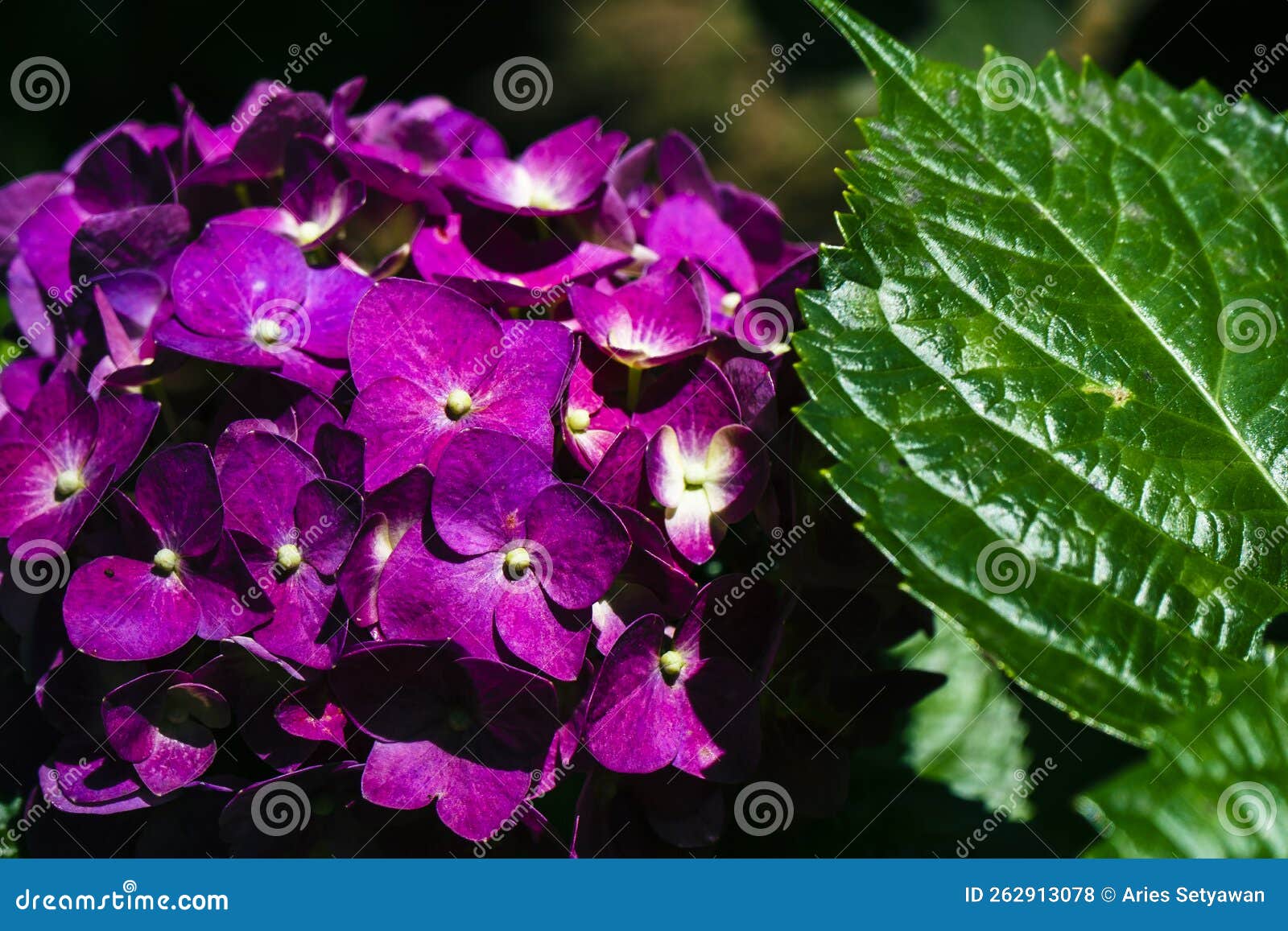 Violet Flower Background Wallpaper Take from Top Stock Photo - Image of ...