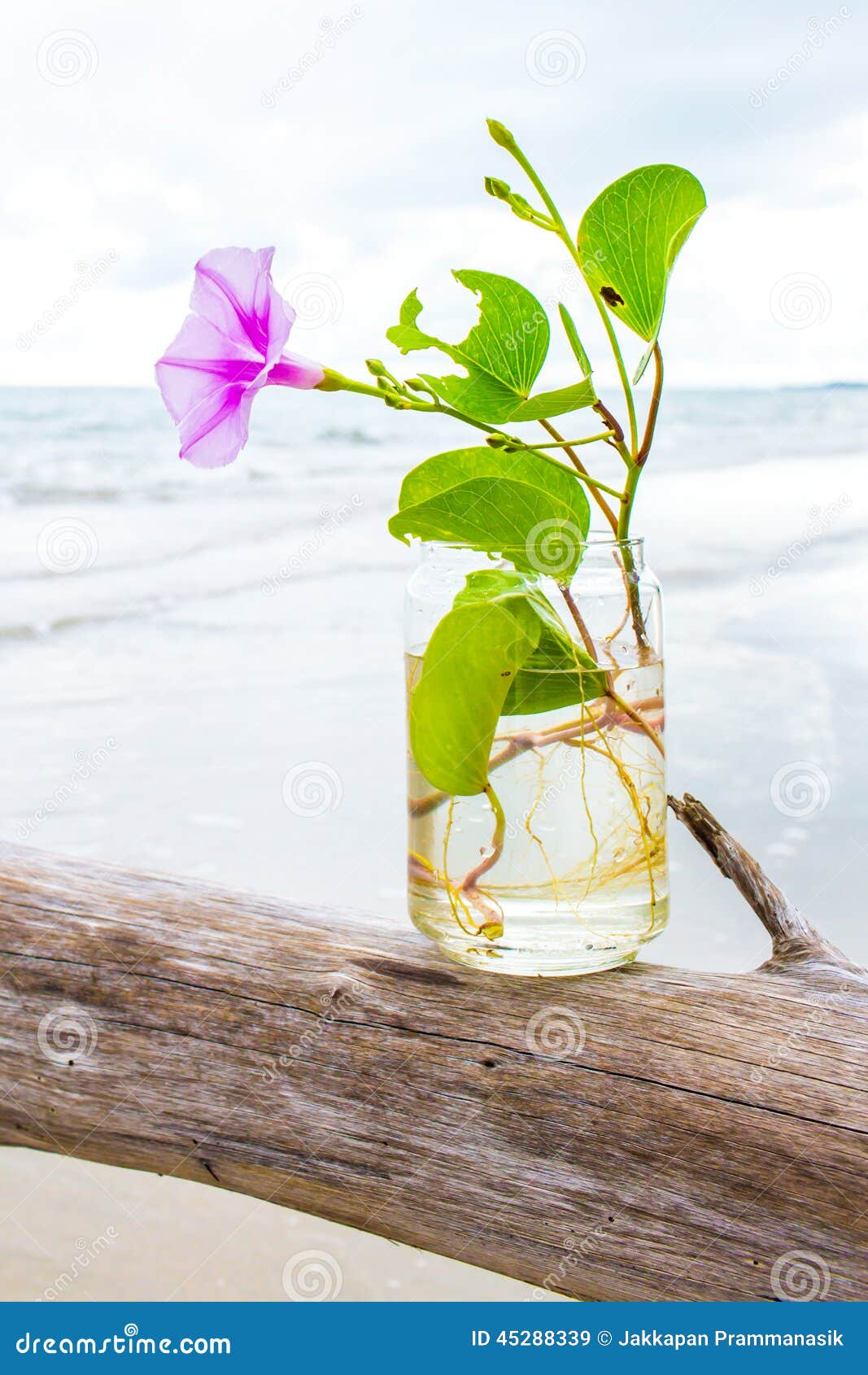 Dead Violet Flower Stock Images - Download 817 Royalty Free Photos