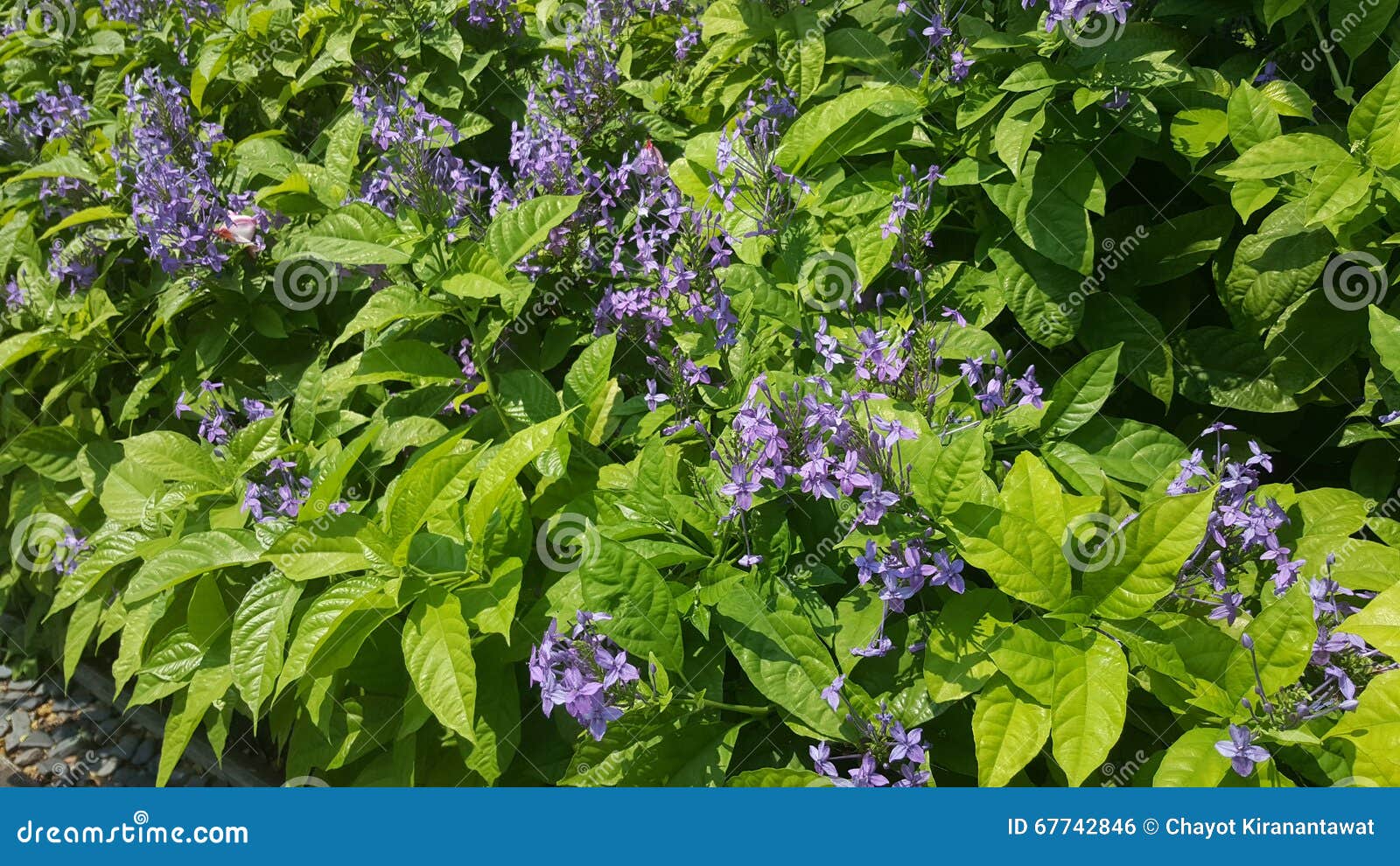 Violet Flower Bundles in Green Flower Bed Stock Photo - Image of small ...