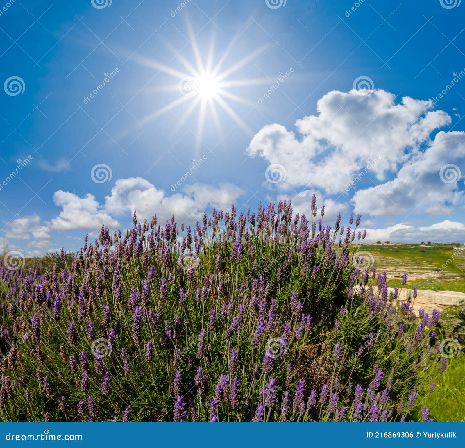 Flower Bush in Prairie Under a Sparkle Sun Stock Photo - Image of ...