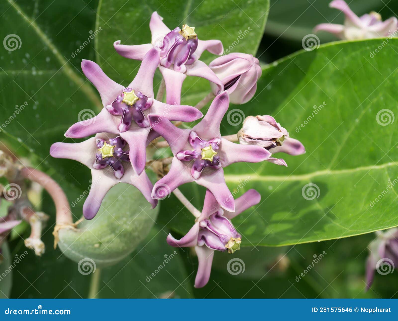Violet Flower of Calotropis Gigantea Tree Stock Photo - Image of beauty ...