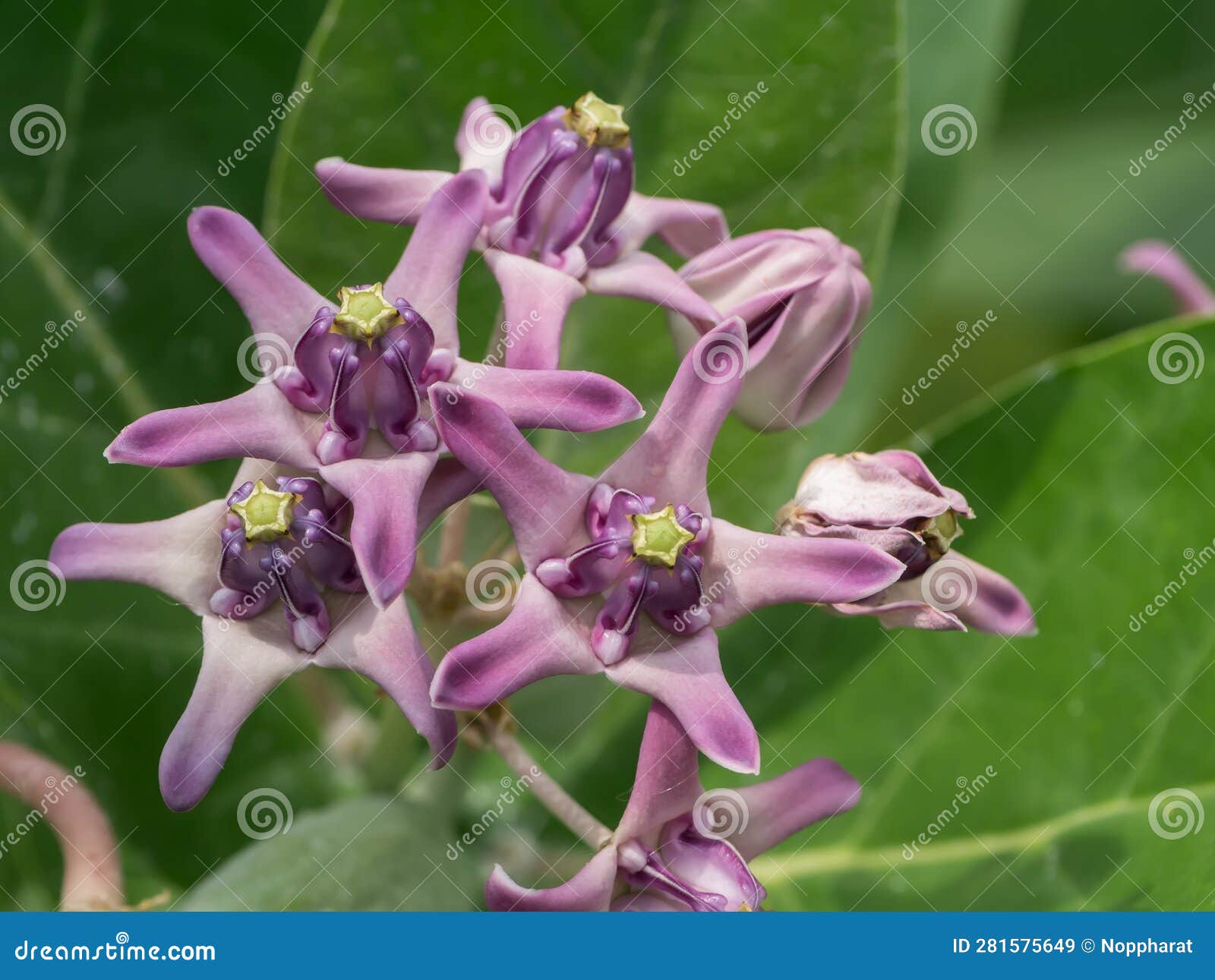 Violet Flower of Calotropis Gigantea Tree Stock Image - Image of ...
