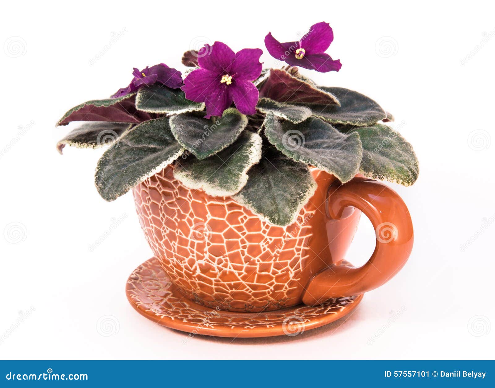 Violet Flower in Ceramics Vase Stock Image - Image of blue, gardening ...