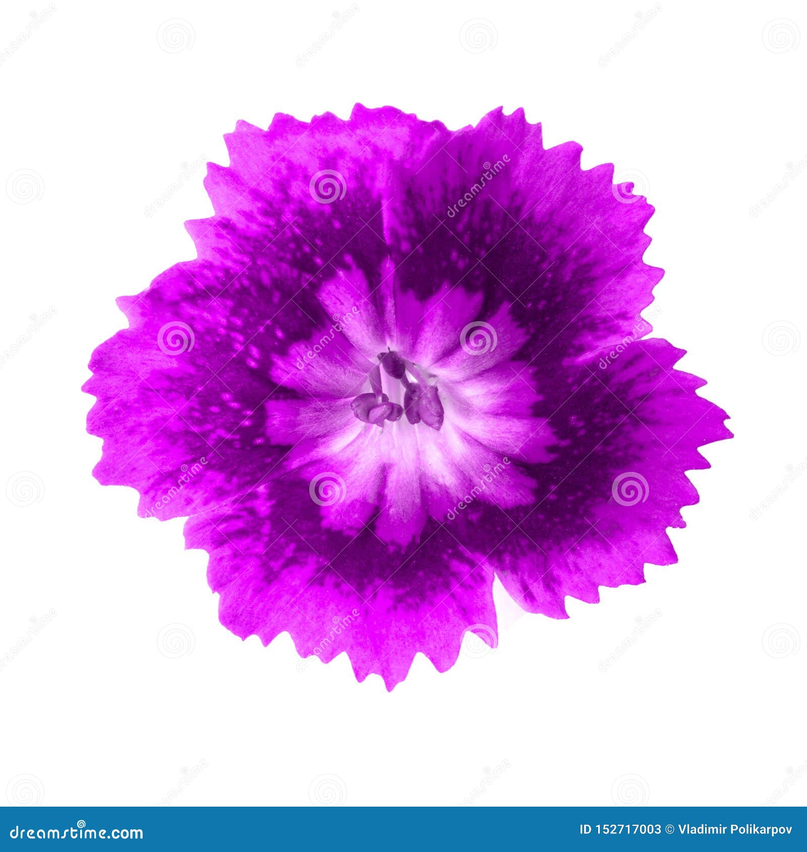 Violet Flower Close-up. Isolated on White Background Stock Image ...