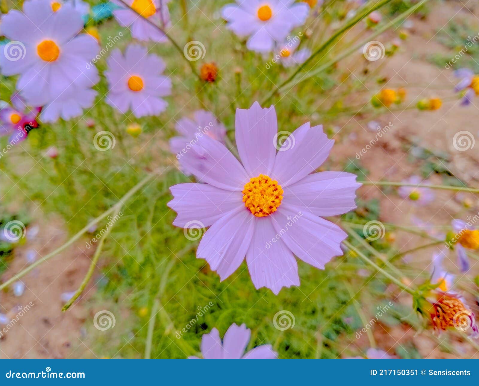 Violet flower cosmos stock image. Image of field, meadow - 217150351
