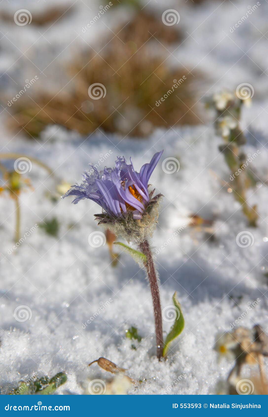 Violet Flower Covered by the Snow Stock Image - Image of flower, flora ...