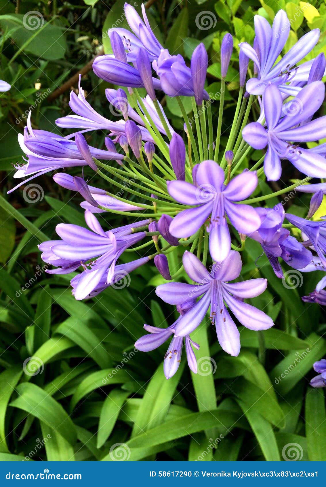 Violet flower stock photo. Image of flower, plants, violet - 58617290