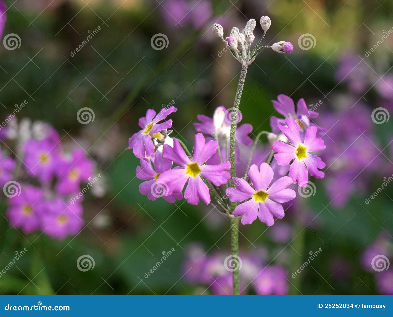 Violet flower on field stock photo. Image of closeup - 25252034