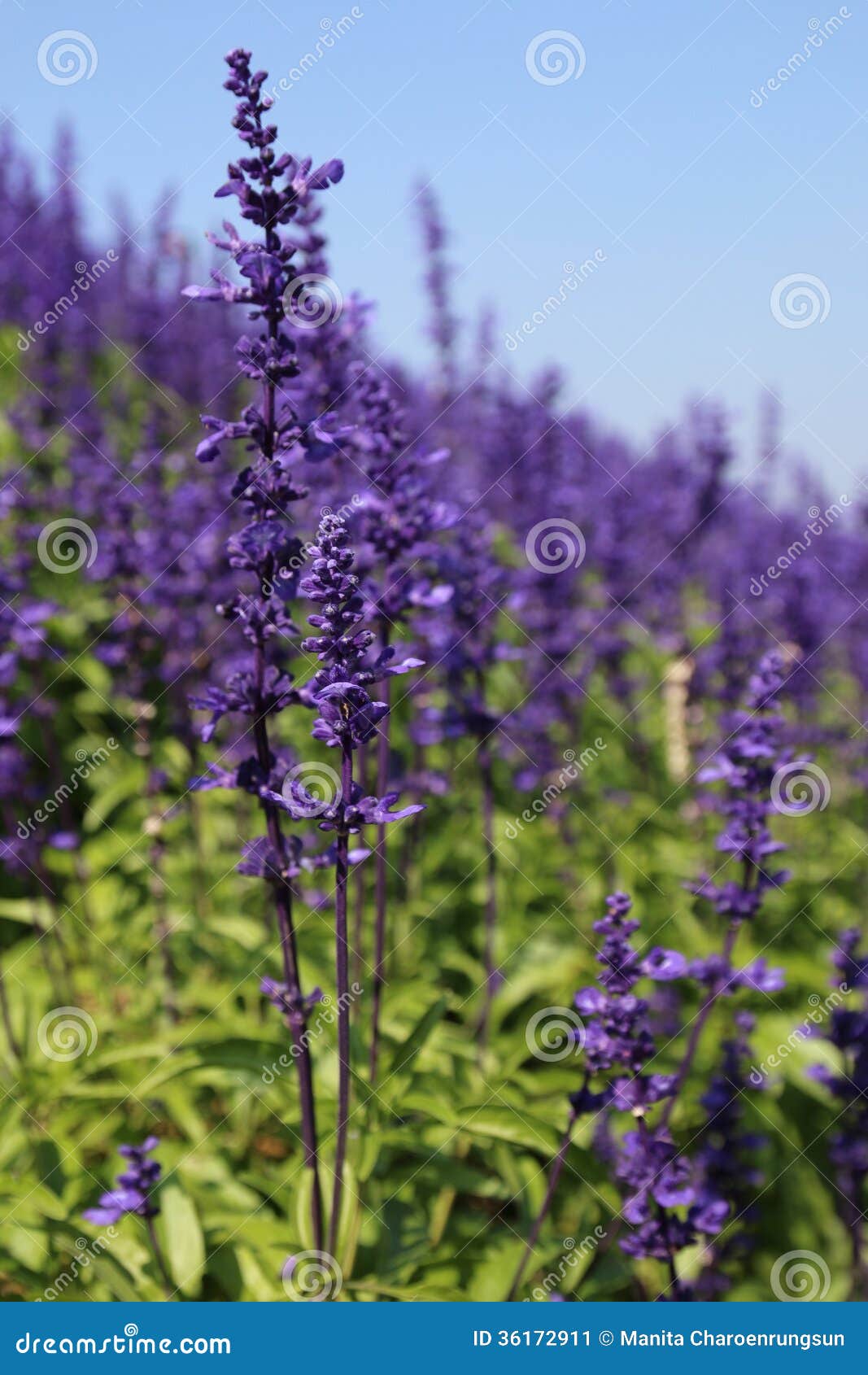 Violet Flower Field Stock Image - Image: 36172911