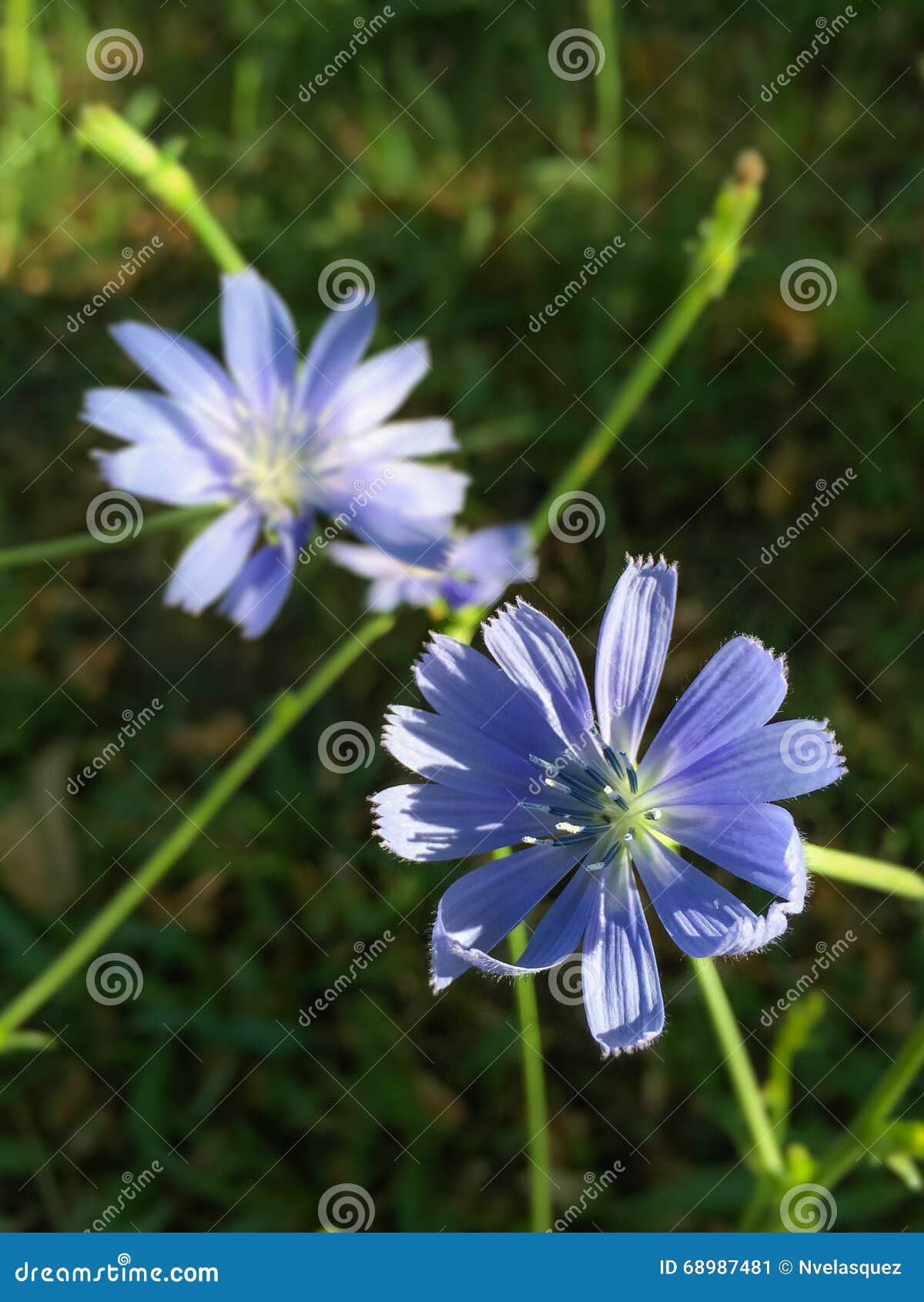Violet flower in the field stock image. Image of environment - 68987481