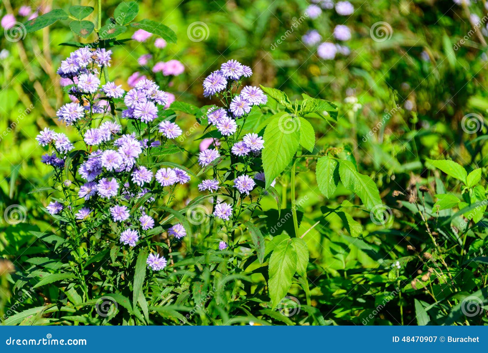 Violet Flower field stock image. Image of bloom, natural - 48470907