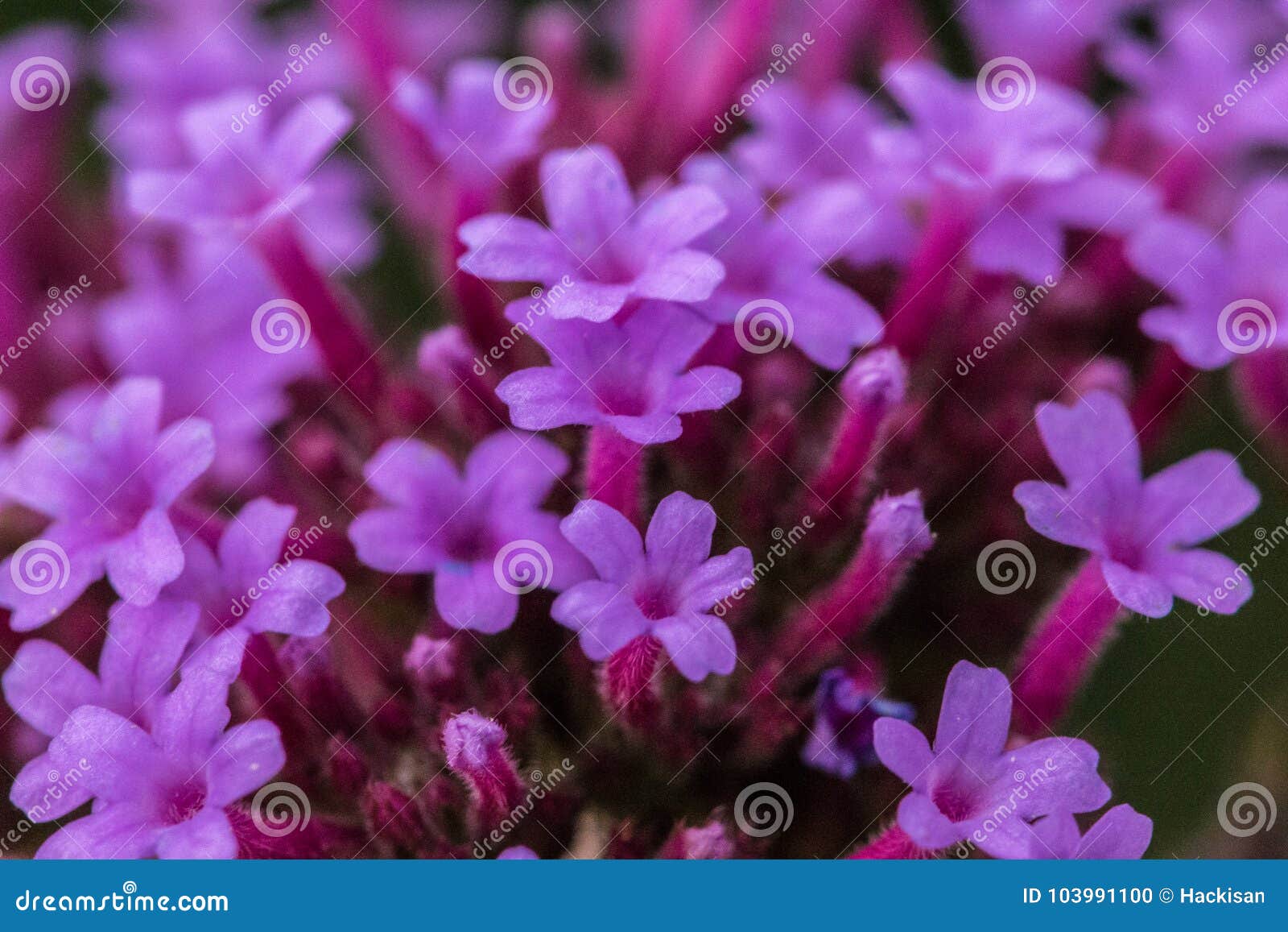Violet flower on the field stock photo. Image of freedom - 103991100