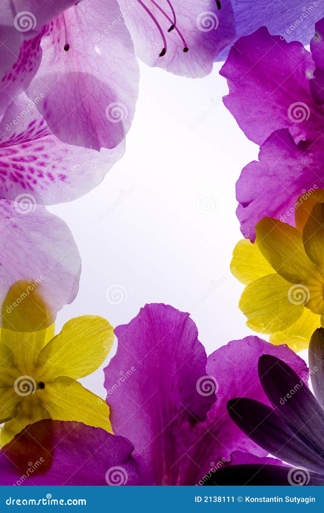 Violet Flower Frame Stock Image - Image: 2138111