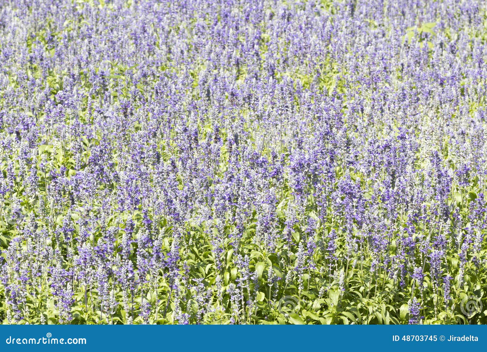 Violet flower in Garden stock image. Image of sunlight - 48703745
