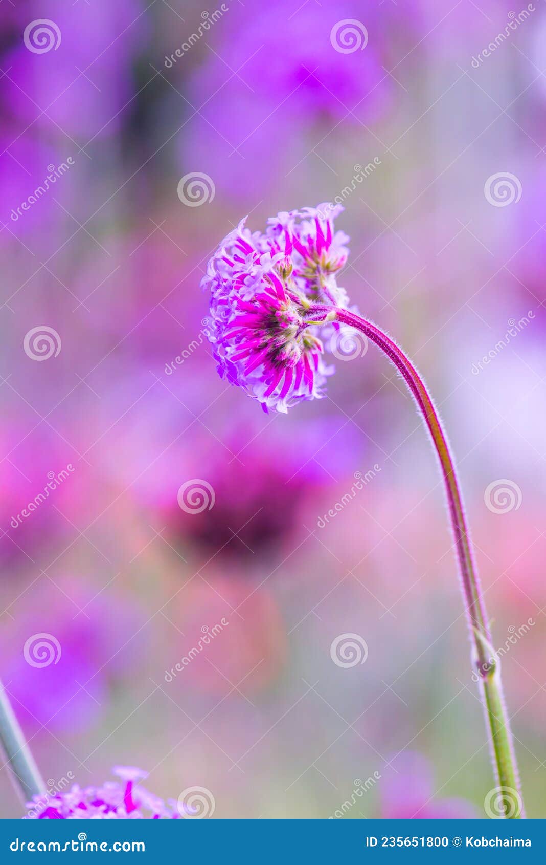 Violet Flower in the Garden Stock Photo - Image of blooming, focus ...