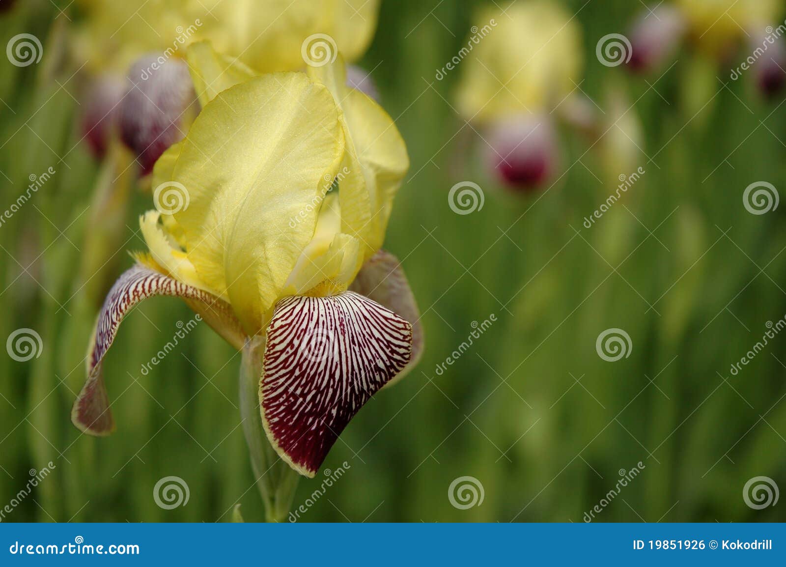 Violet Flower of German Iris in Spring Stock Photo - Image of anther ...