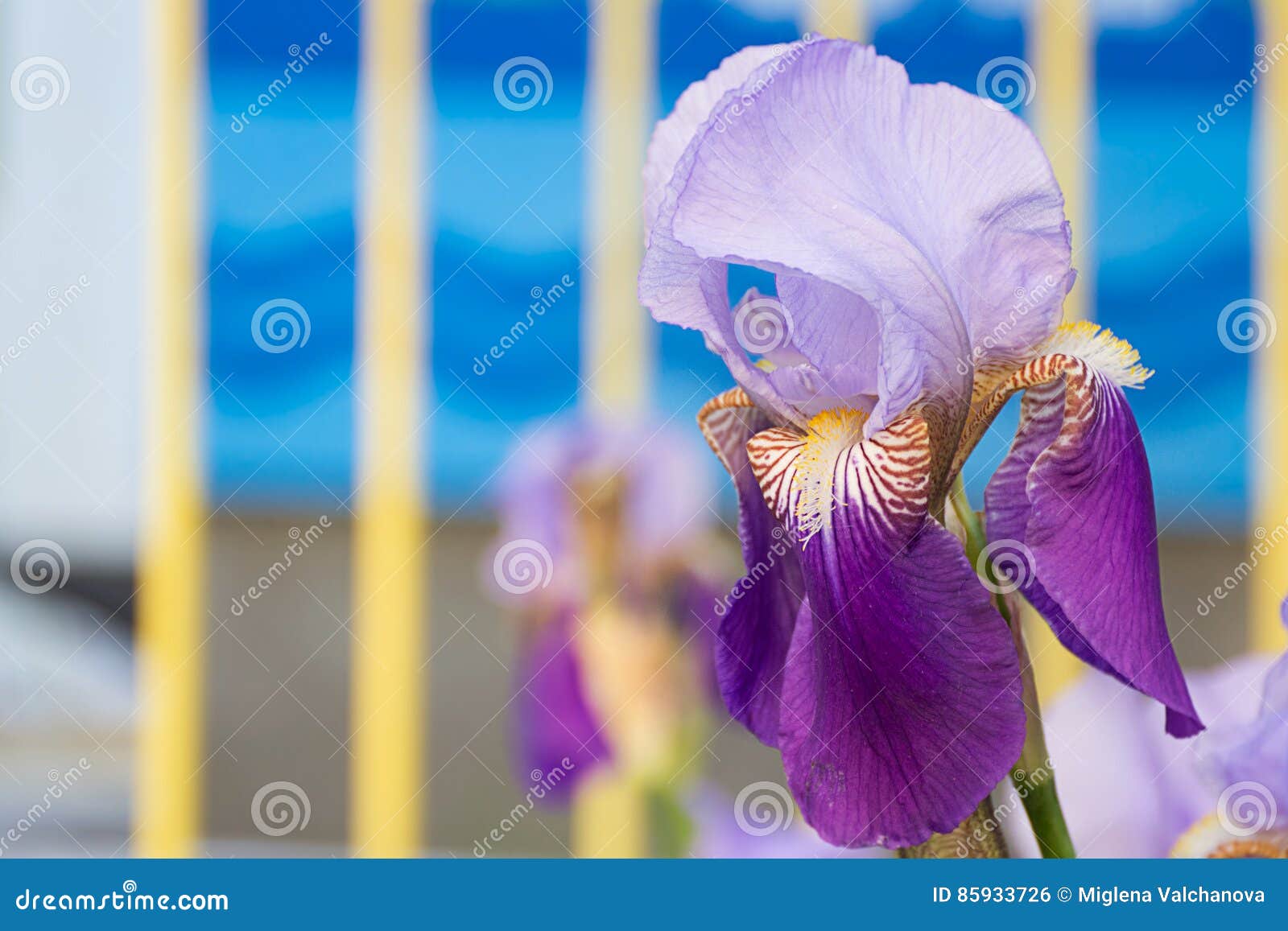 Violet Flower of German Iris in Spring, Iris Germanica Stock Photo ...