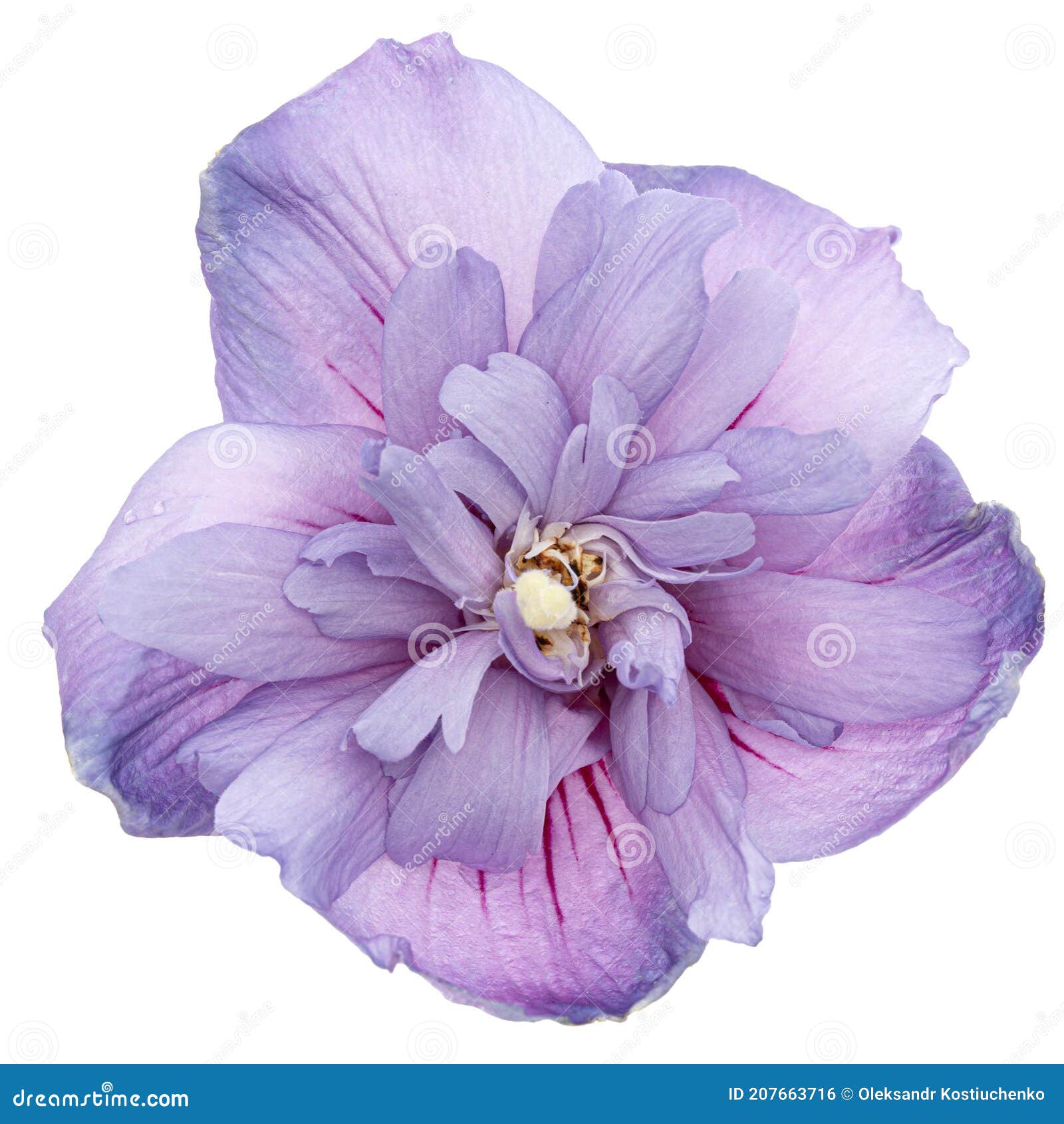 Violet Flower of Hibiscus, Isolated on White Background Stock Photo ...