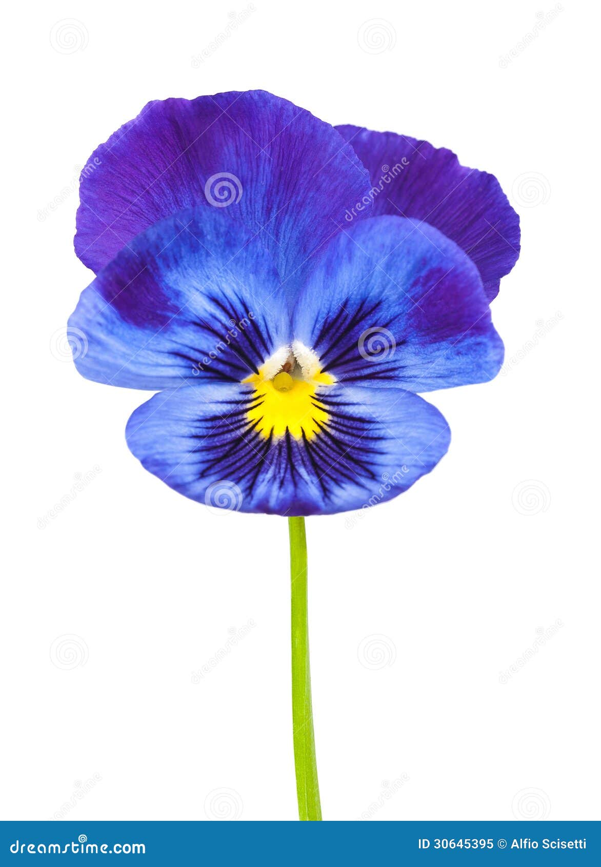 Violet flower stock image. Image of nature, stem, purple - 30645395