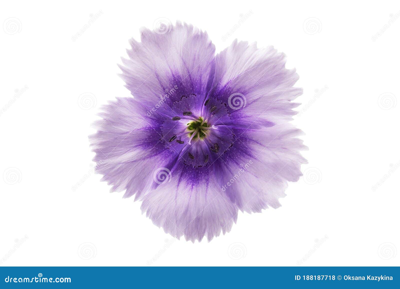 Violet Flower in Isolation on White Background Stock Photo - Image of ...