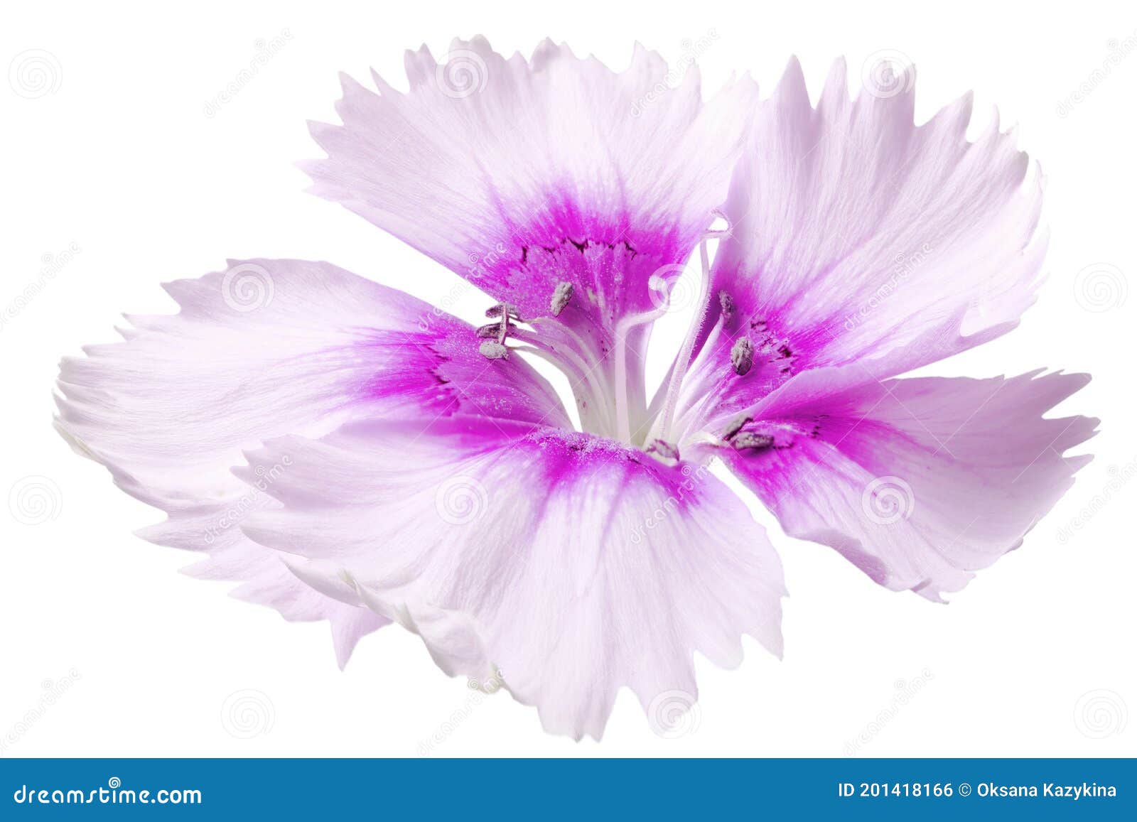 Violet Flower in Isolation on White Background Stock Photo - Image of ...