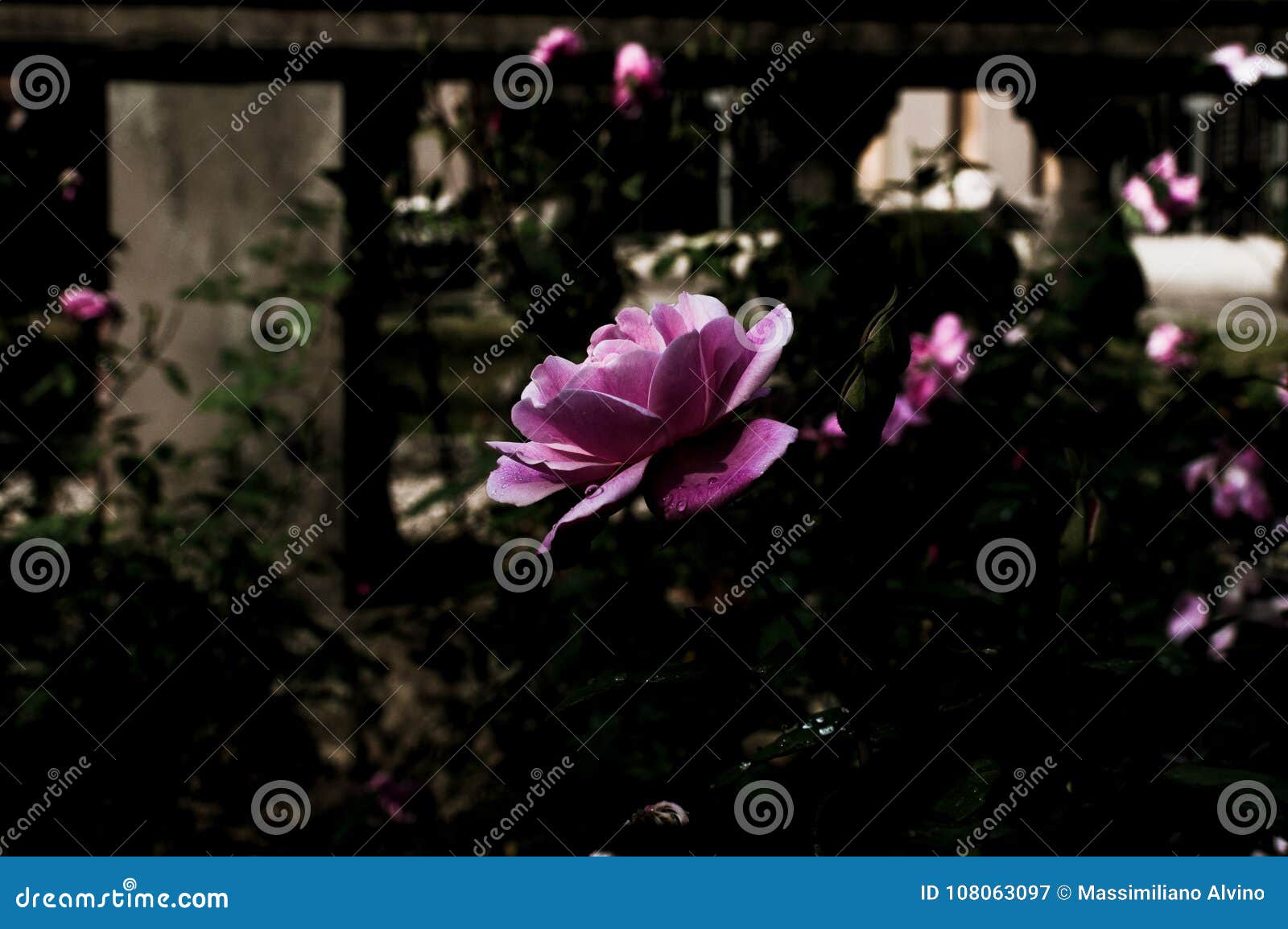 Low key flower stock image. Image of flower, violet - 108063097