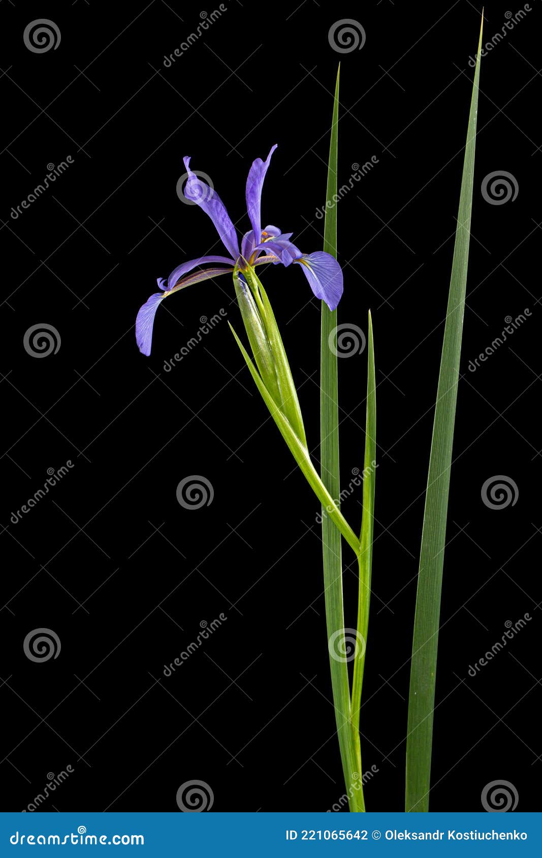 Violet Flower of Marsh Iris, Lat. Iris Pseudacorus, Isolated on Black ...