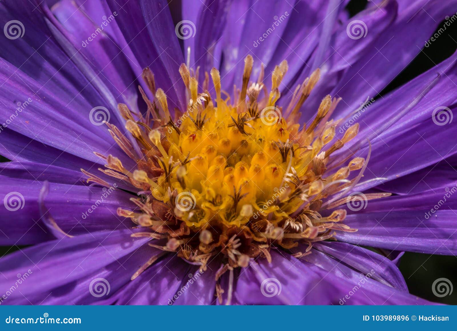 Violet flower on the field stock photo. Image of bewitched - 103989896