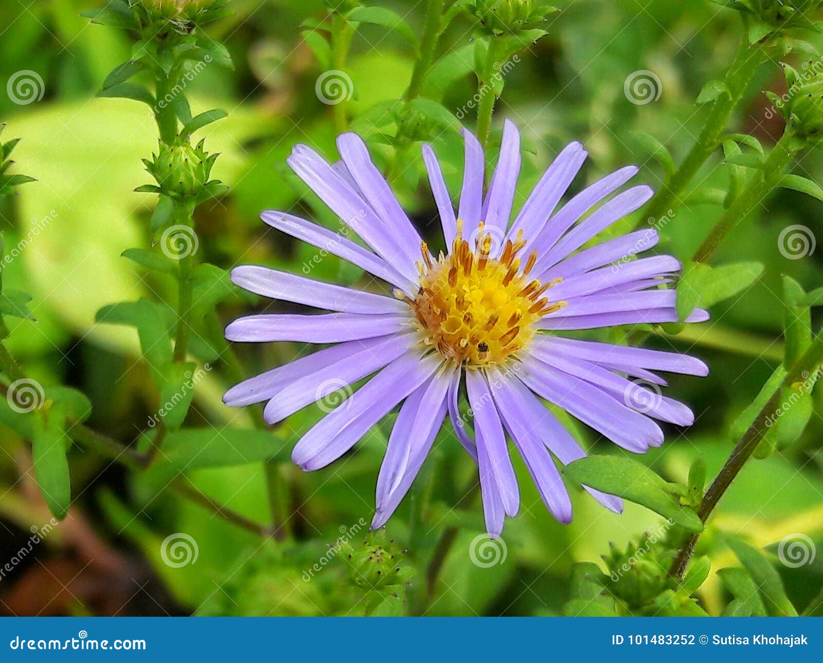 Violet flower stock photo. Image of outdoor, fresh, garden - 101483252